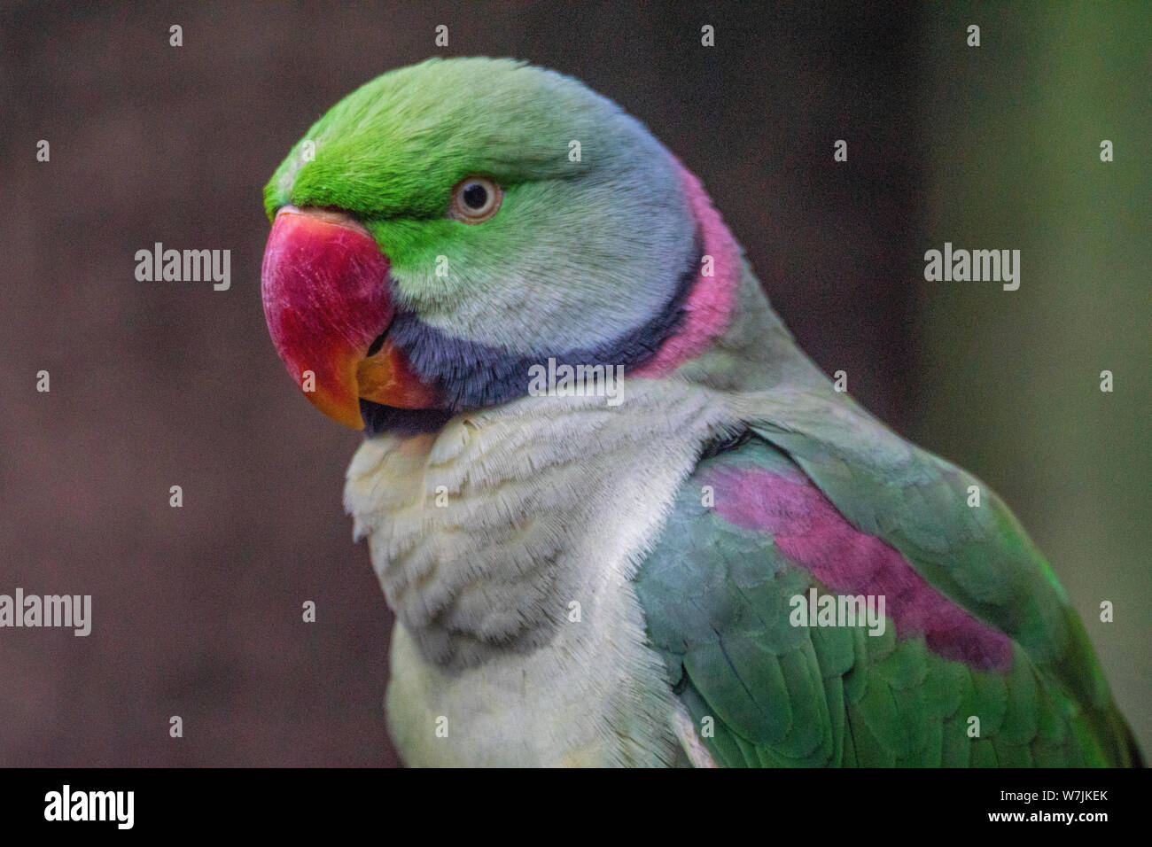 Parrot closeup hi-res stock photography and images - Alamy