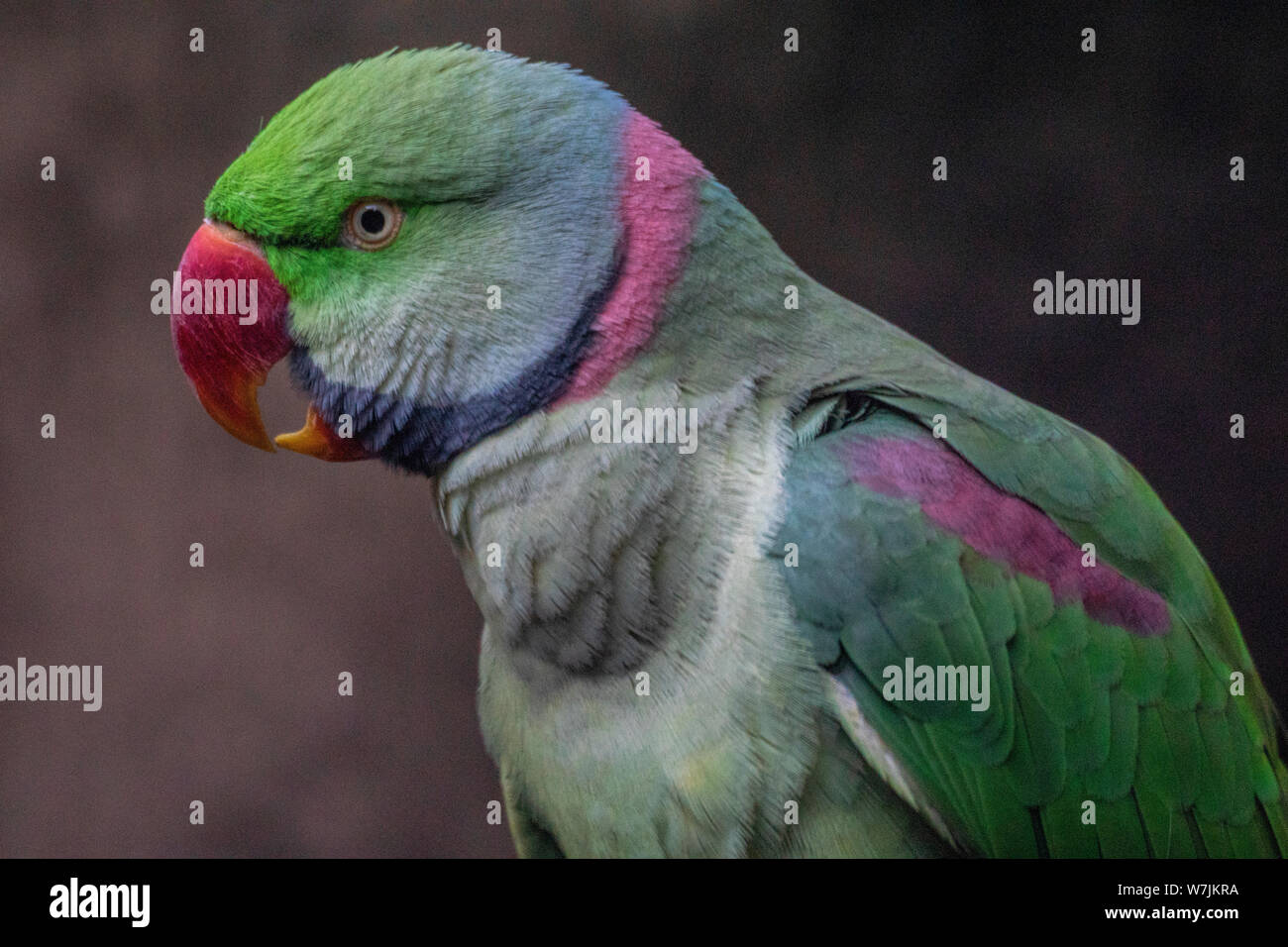Alexandrine Parrot High Resolution Stock Photography and Images - Alamy