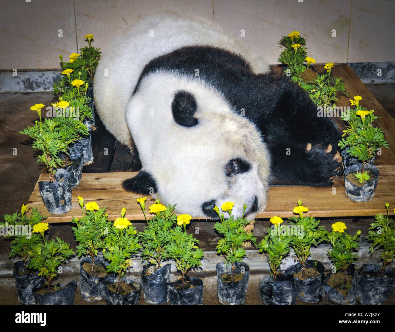 Basi, the world's oldest giant panda, is seen as she dies at the age of ...