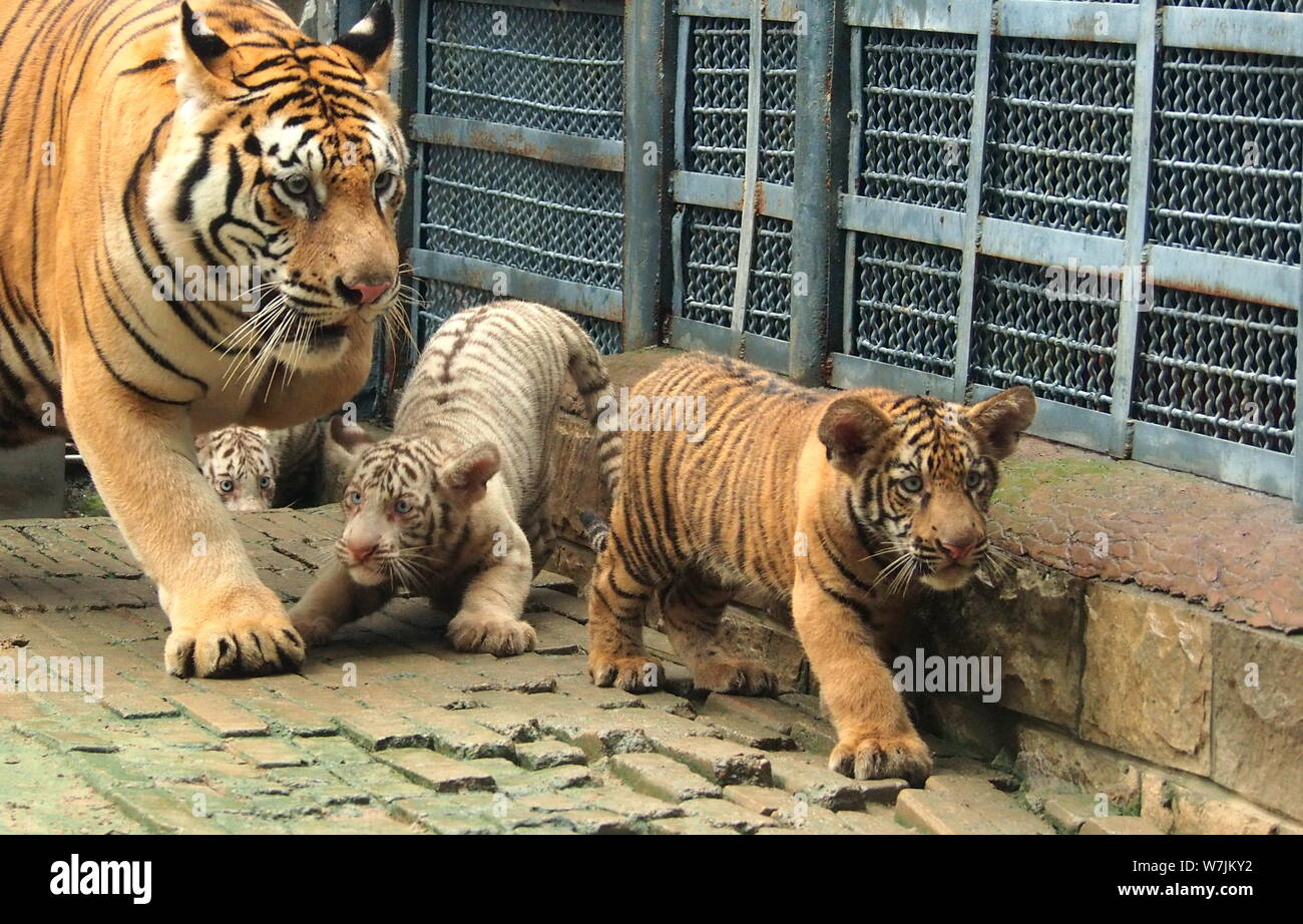 Tiger triplets are pictured with their 6-year-old Bengal tiger mother ...