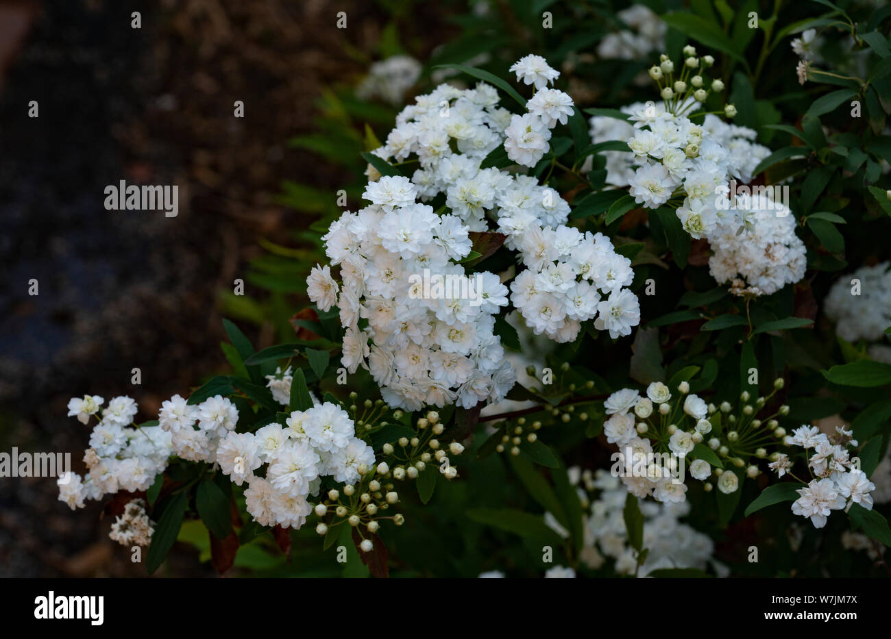 Early spring and the snow white flowers of the May Bush are on display ...