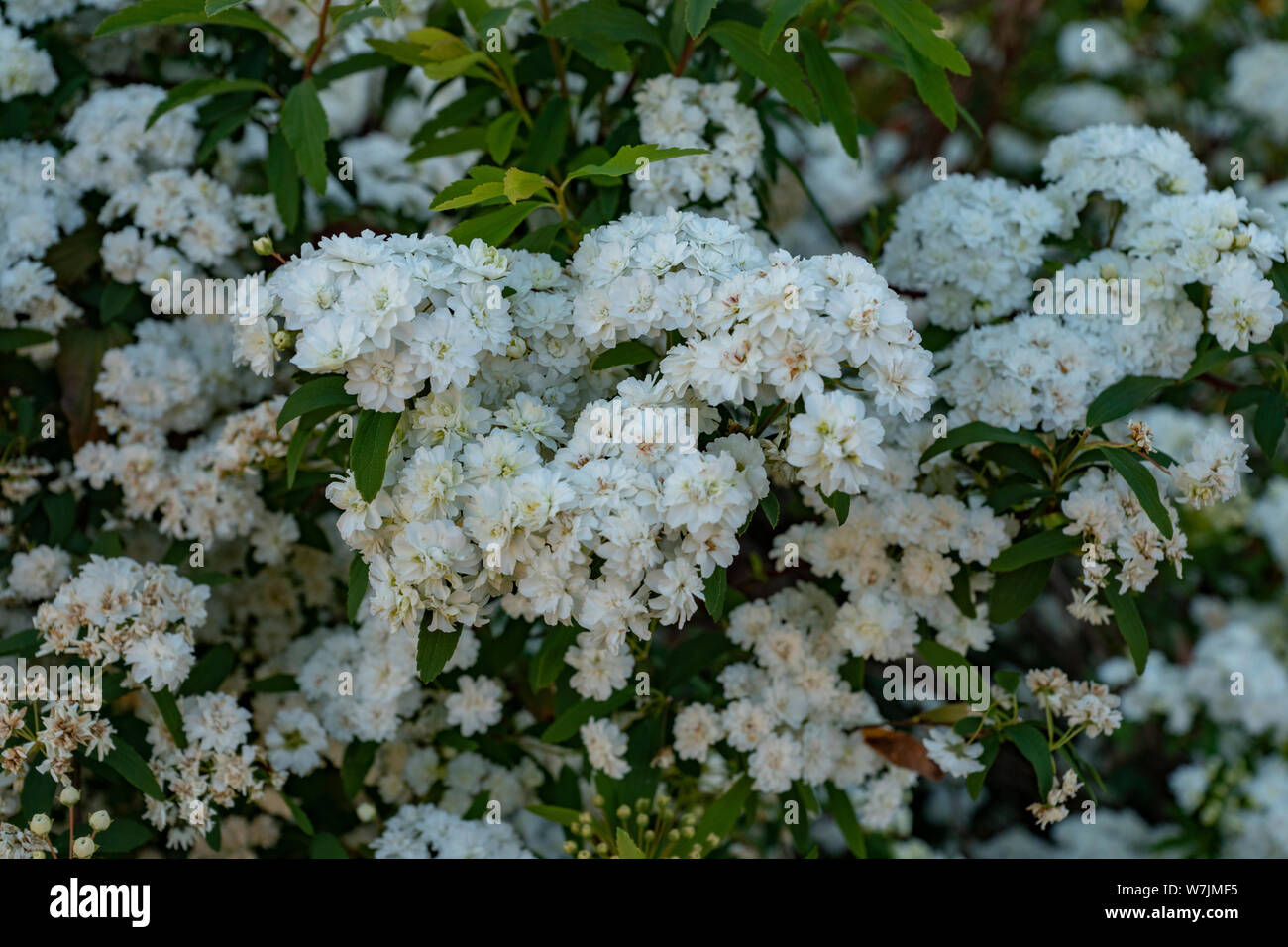 Early spring and the snow white flowers of the May Bush are on display ...