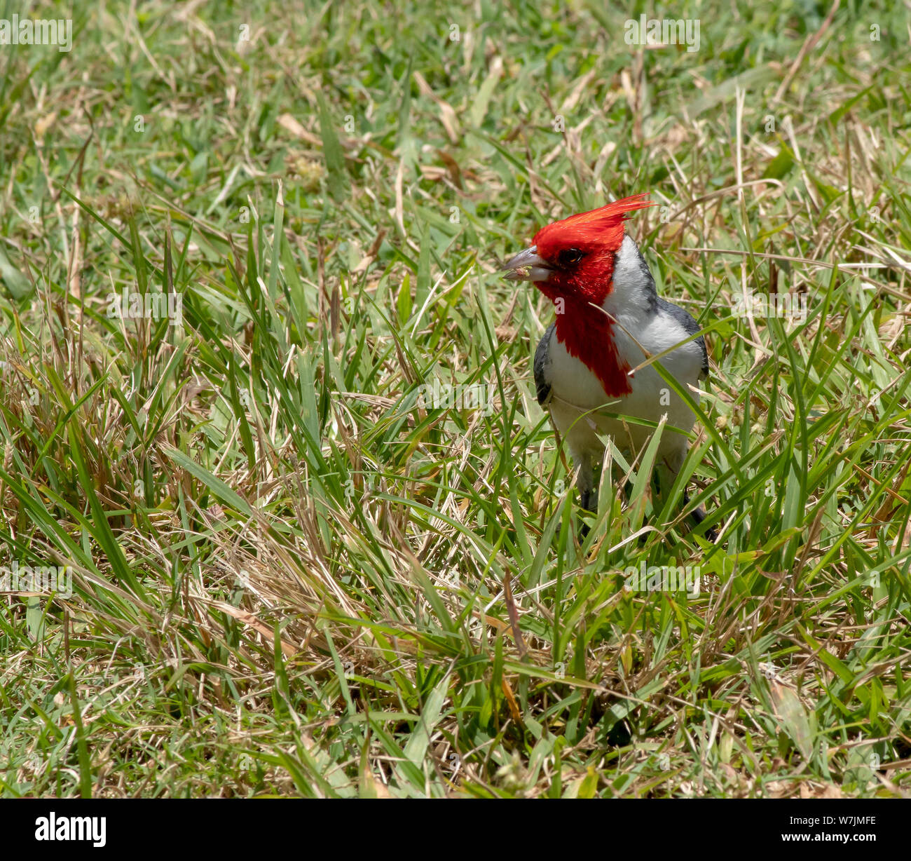 Red Cardinal with a bug in its mouth-North Shore of Oahu, Hawaii Stock ...