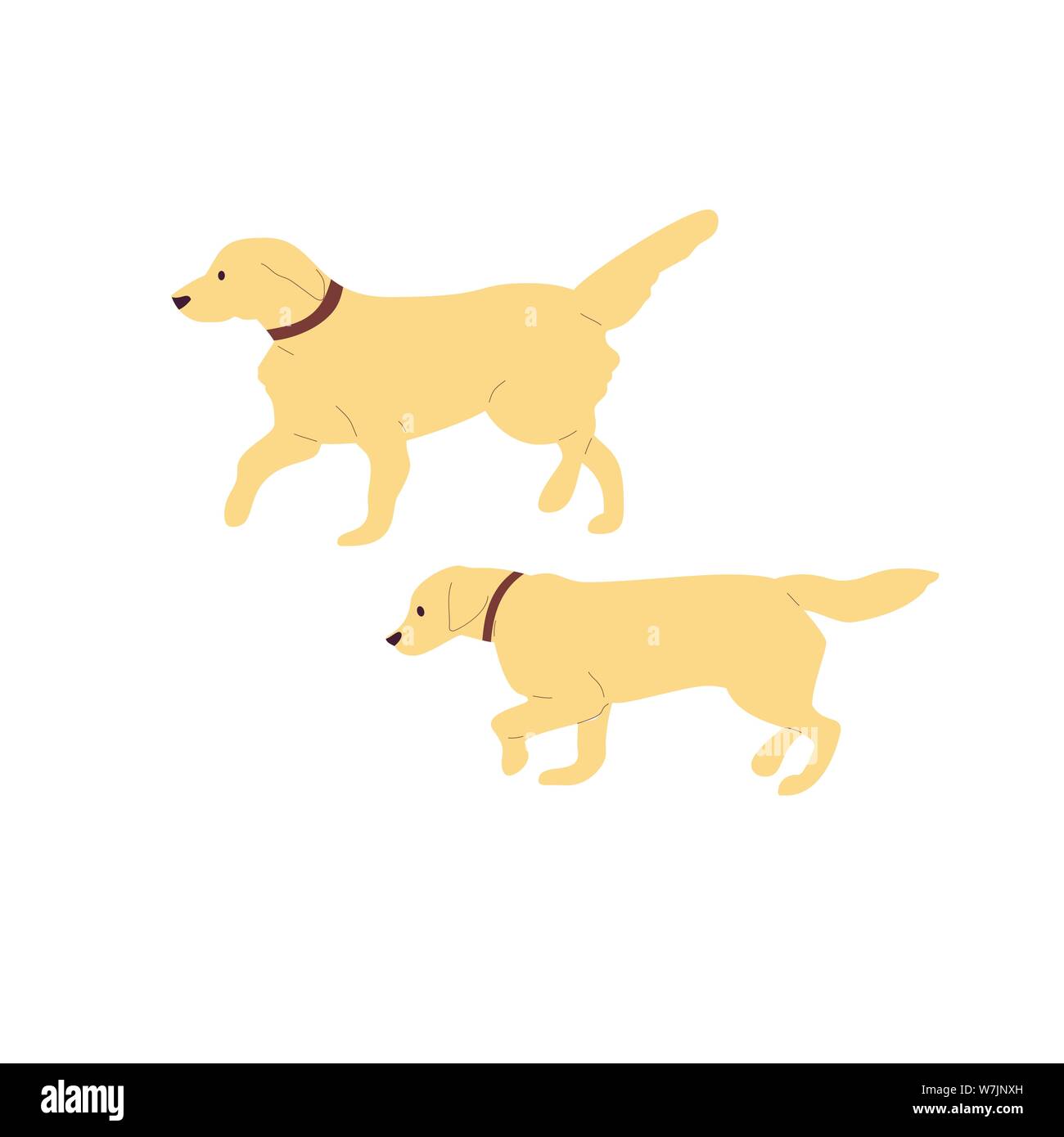 Set of two walking labrador retriever dogs. Isolated on white ...
