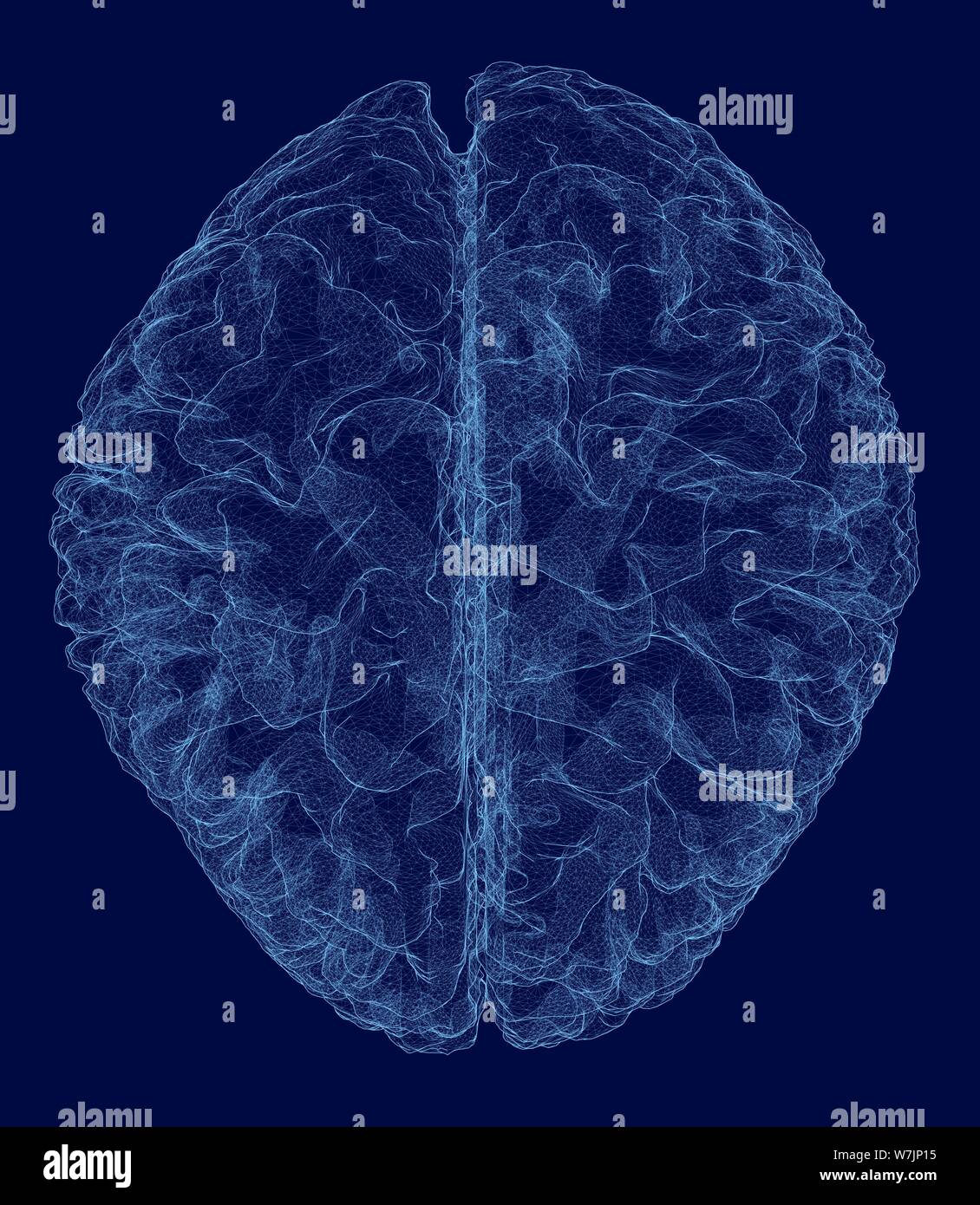 Human wireframe head and brain Stock Vector Images - Alamy