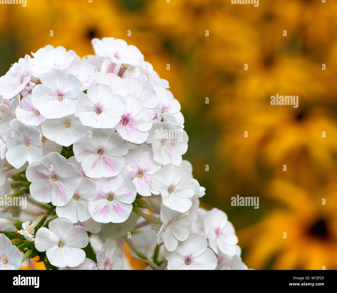 white blooming Phlox paniculata is a perennial herb, species of the ...