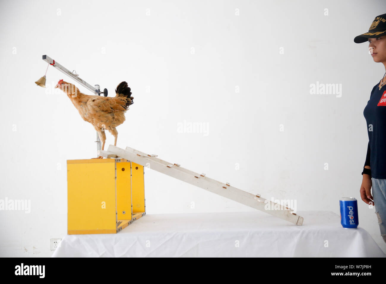 A hen walks to the top of a wooden ladder and pecks the bell upon ...