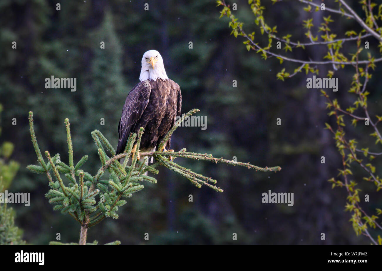 Bald eagle in the wild Stock Photo - Alamy