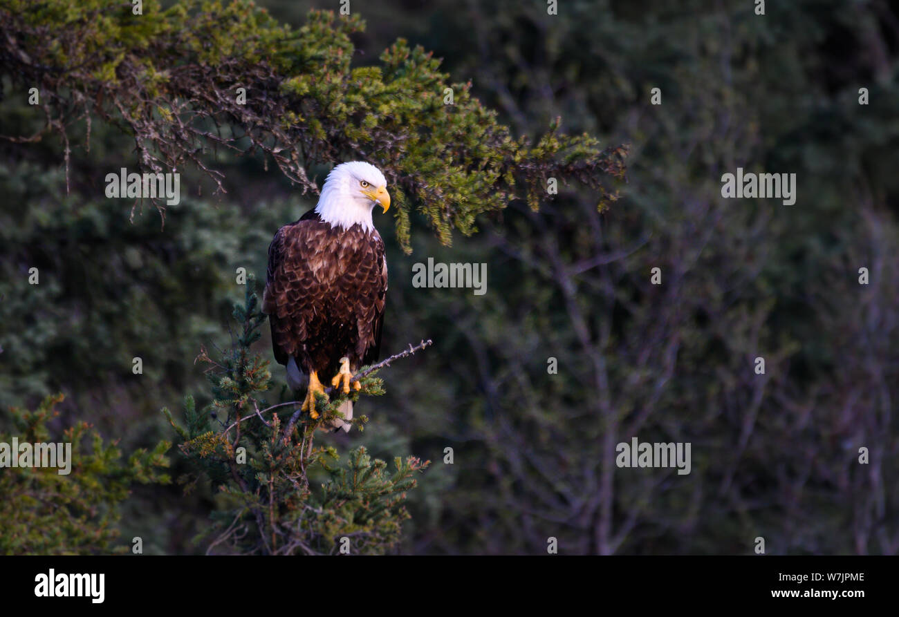 Bald eagle in the wild Stock Photo - Alamy
