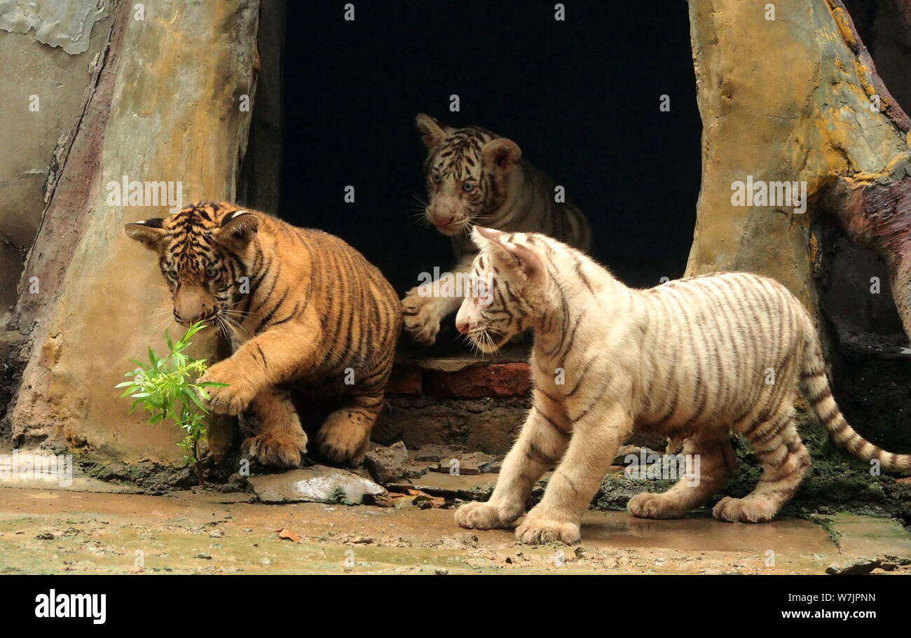 Tiger triplets are pictured at the Jinan Zoo in Ji'nan city, east China ...