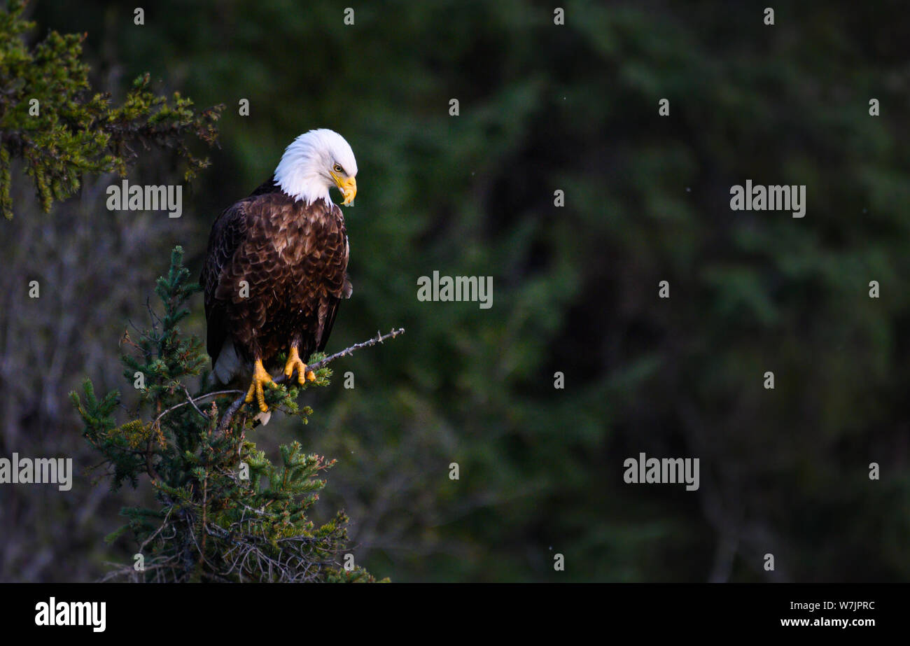 Bald eagle perched Stock Photo - Alamy