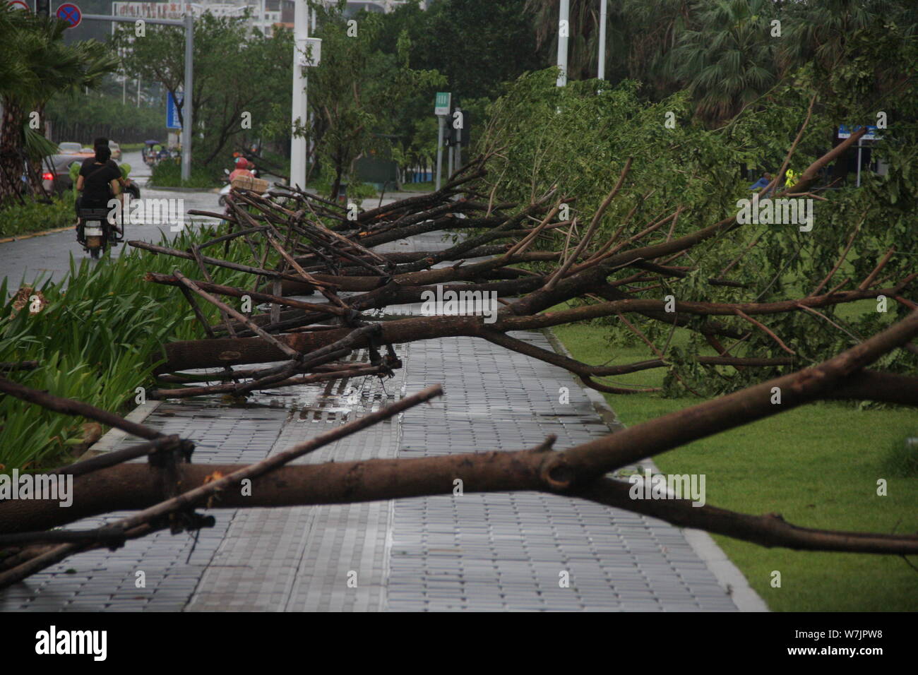 Trees are uprooted by strong wind caused by Typhoon Doksuri in Sanya ...
