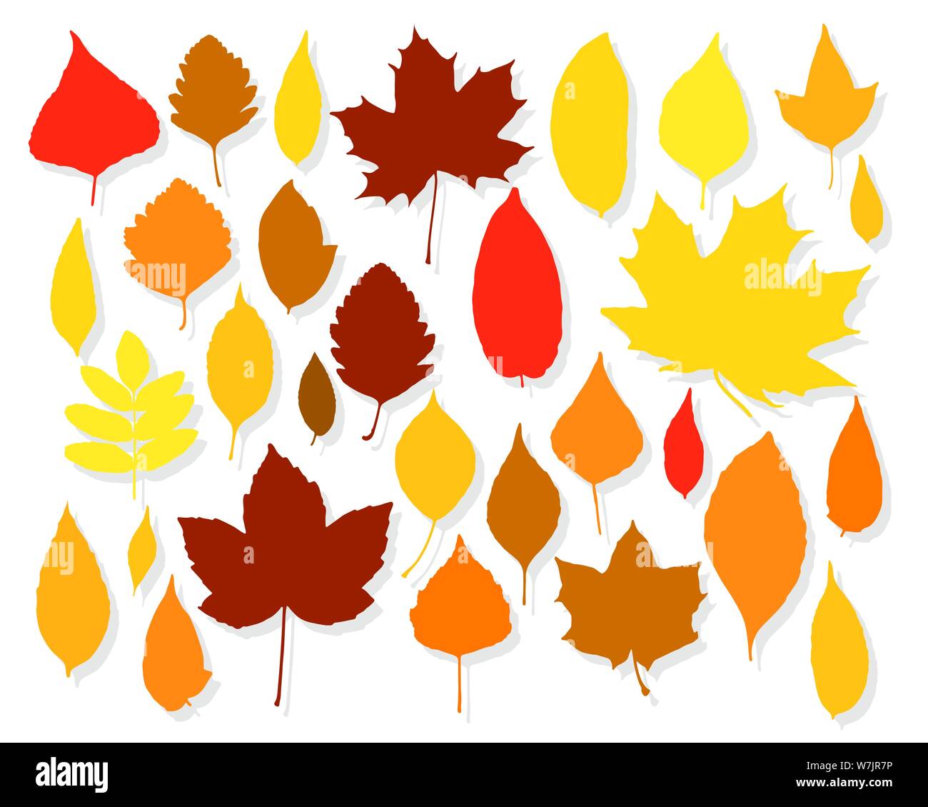 Colorful autumn leaves set on white background. Vector illustration ...