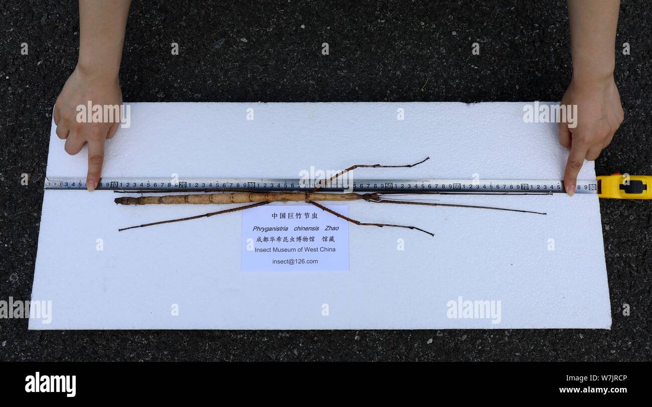 --FILE--A Chinese worker measures the world's longest insect, a stick ...