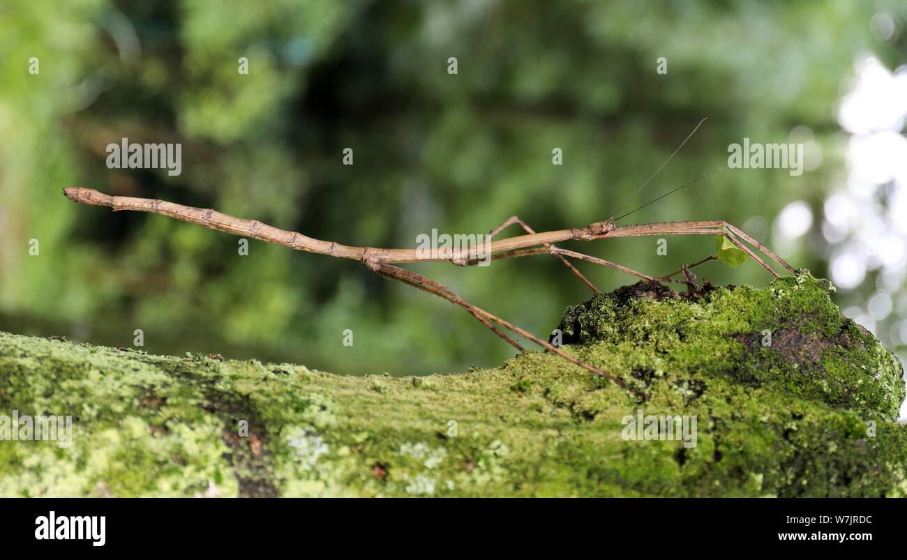 --FILE--The world's longest insect, a stick insect measuring 640 ...