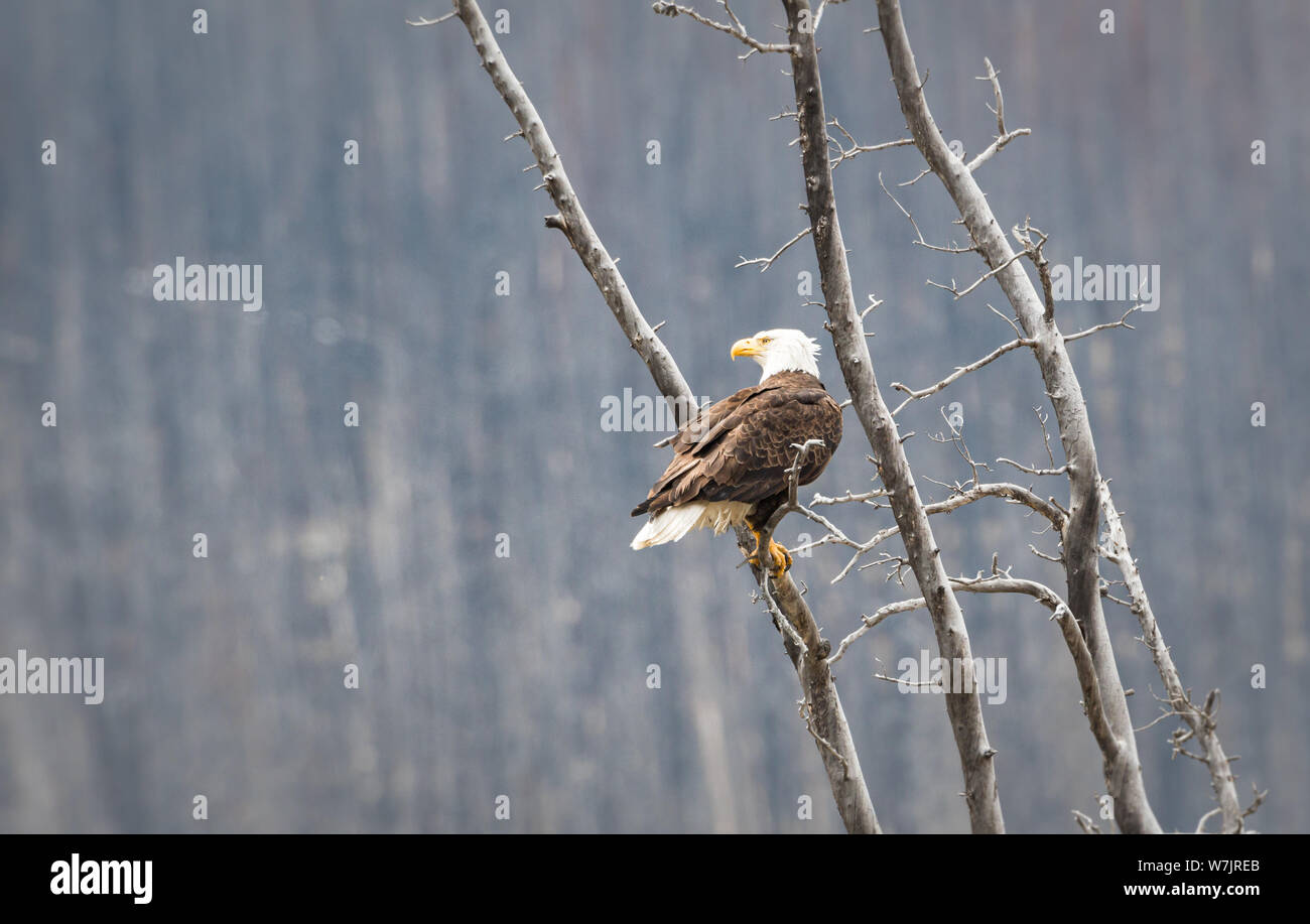 Bald eagle in the wild Stock Photo - Alamy