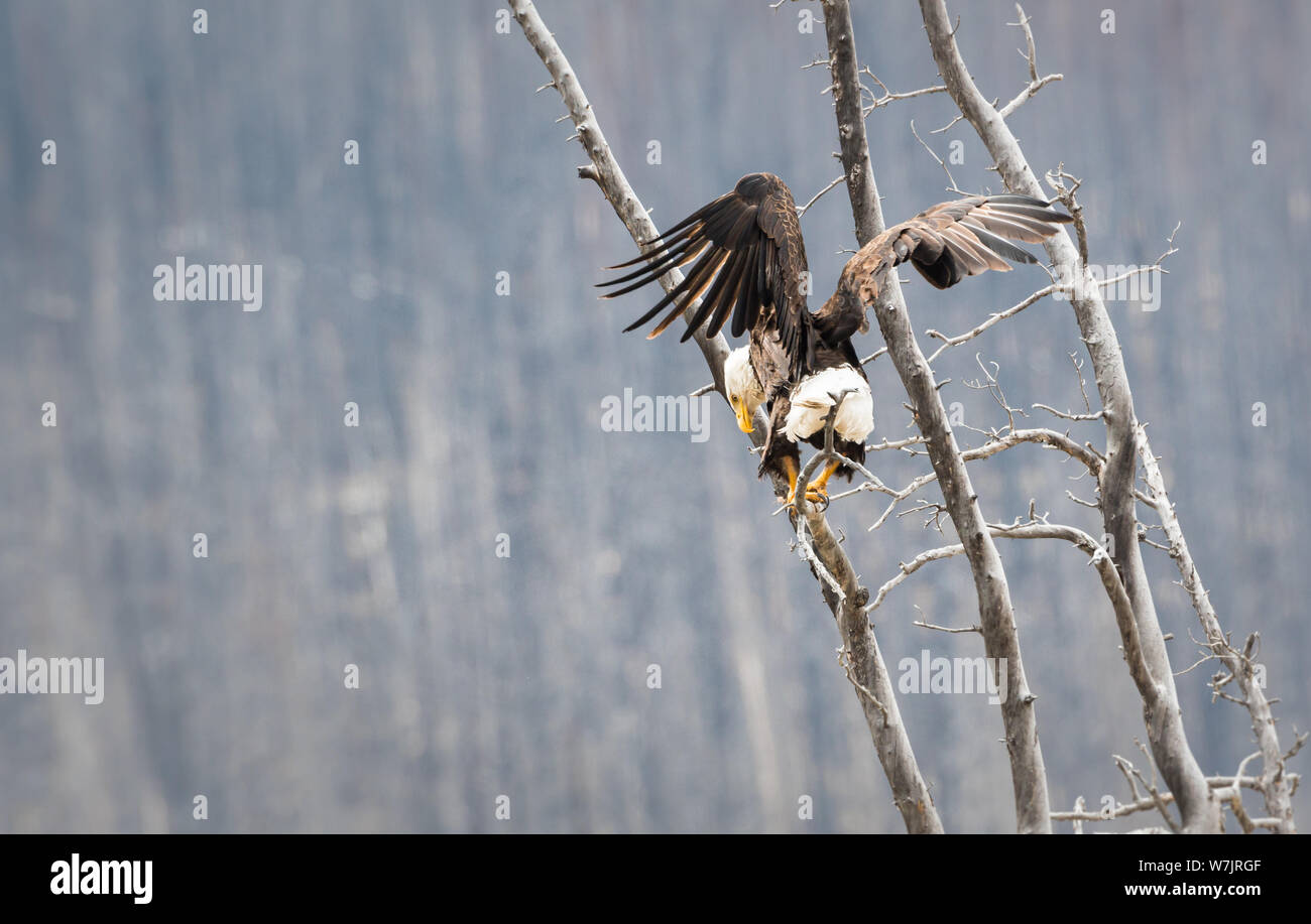 Bald eagle in the wild Stock Photo - Alamy
