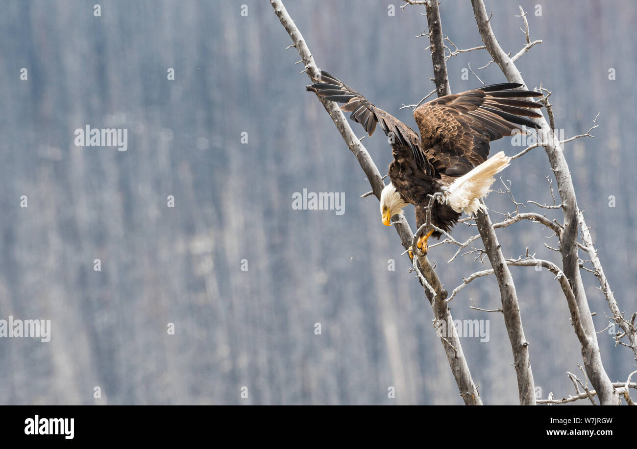 Bald eagle in the wild Stock Photo - Alamy