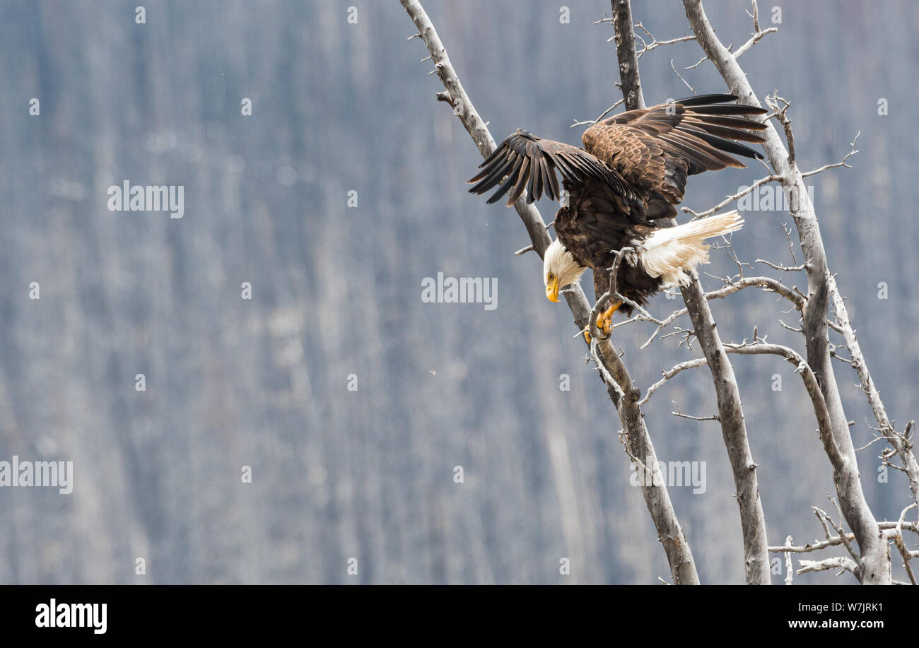 Bald eagle in the wild Stock Photo - Alamy
