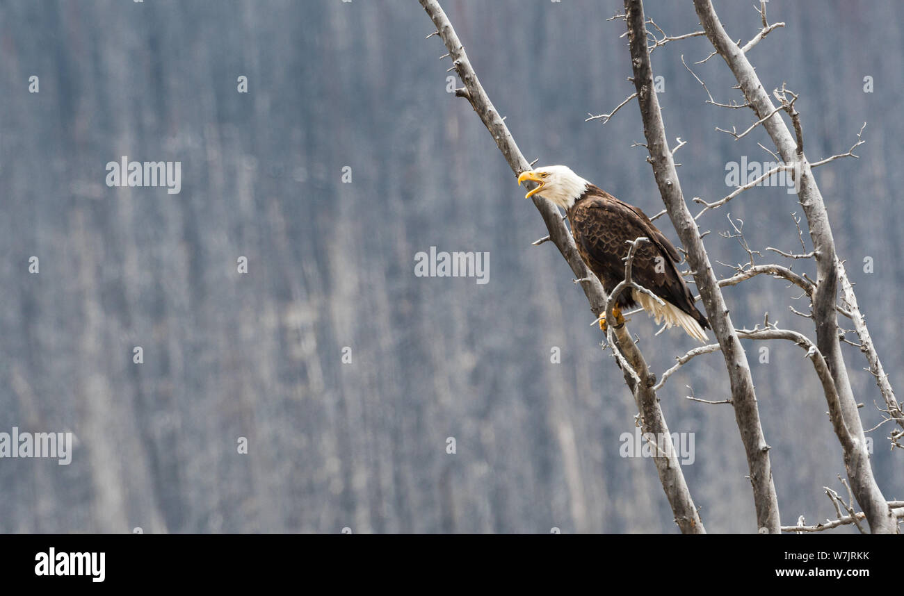 Bald eagle in the wild Stock Photo - Alamy