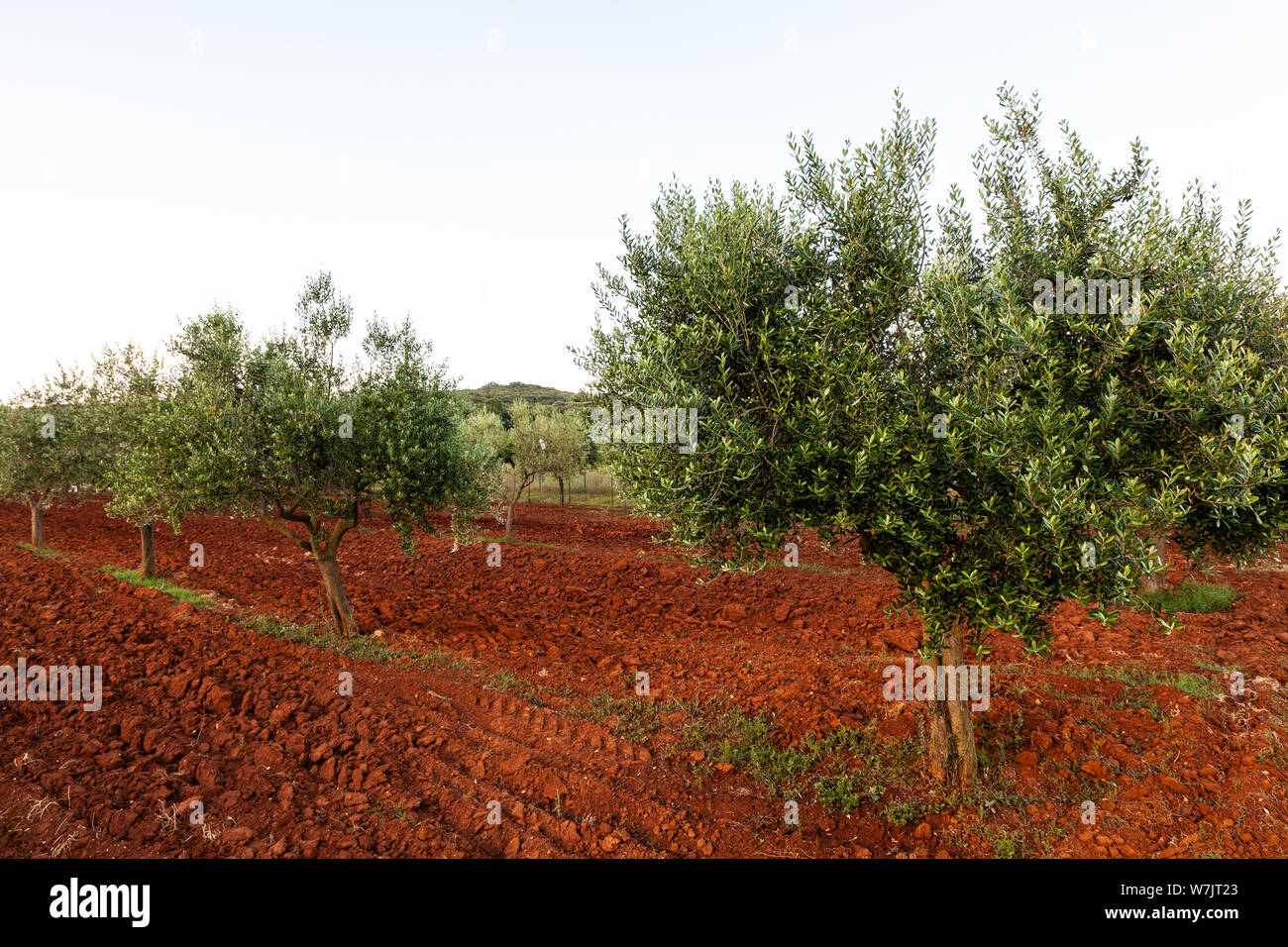 Olive trees red soil hi-res stock photography and images - Alamy