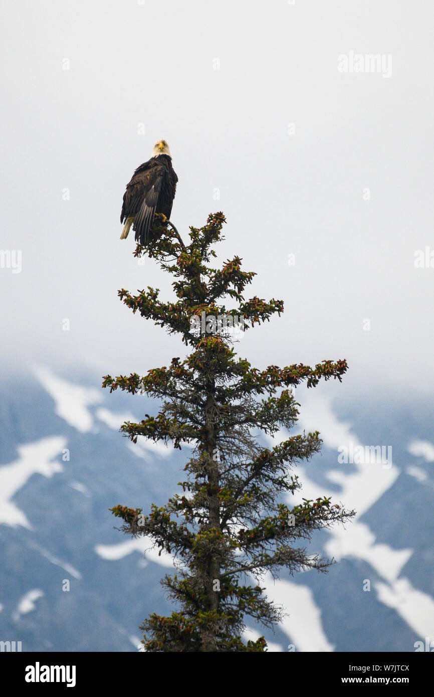 Bald eagle in the wild Stock Photo - Alamy