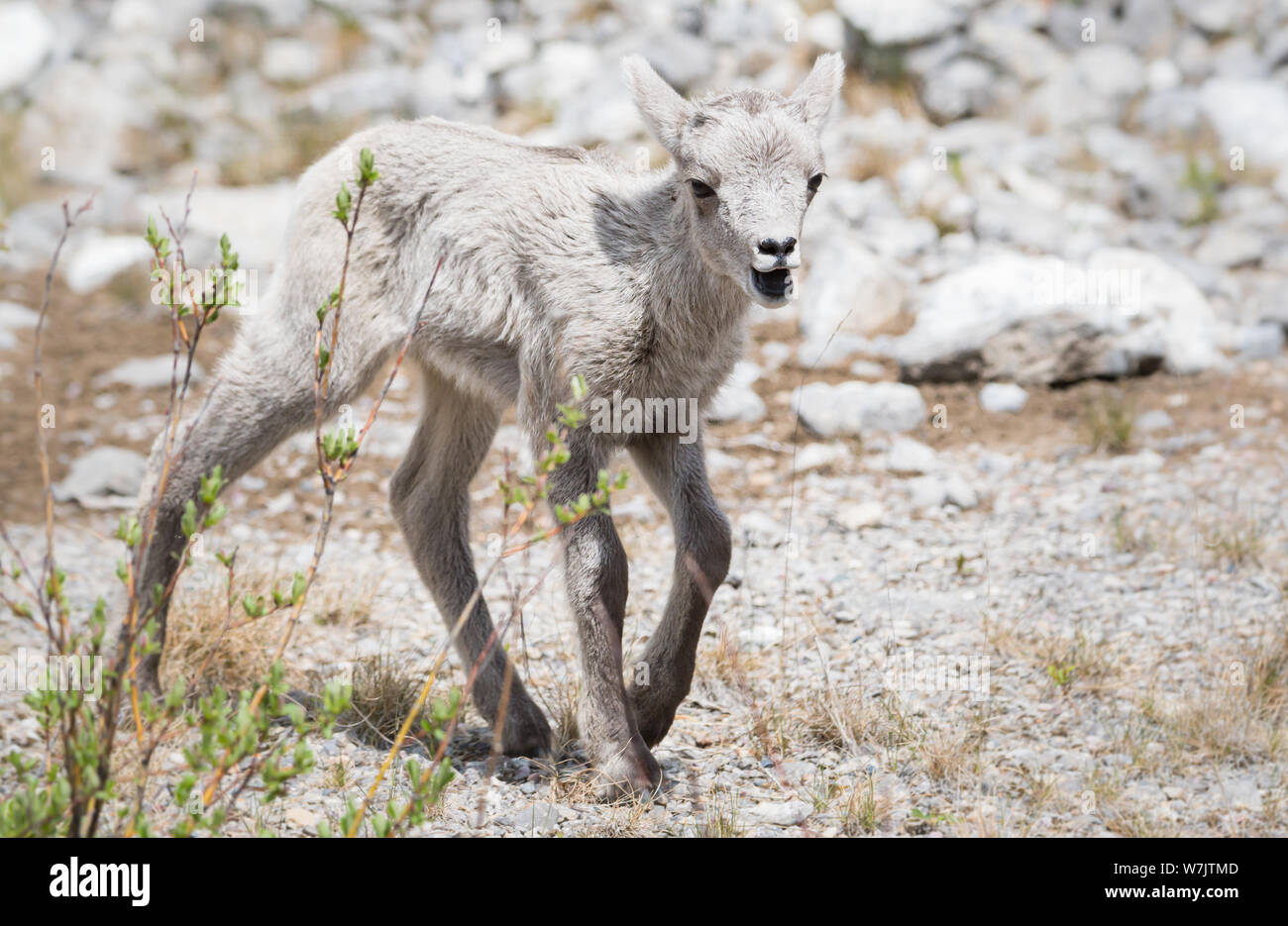 Newborn bighorn lamb Stock Photo - Alamy