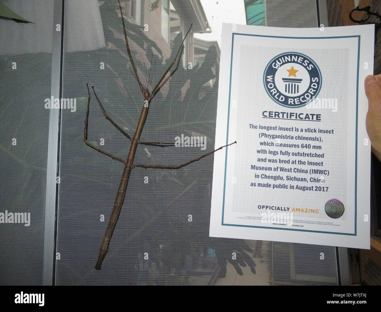 The world's longest insect, a stick insect measuring 640 millimeters ...