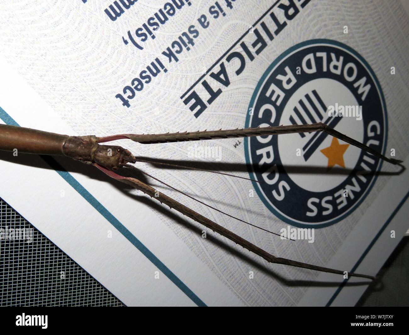 The world's longest insect, a stick insect measuring 640 millimeters ...