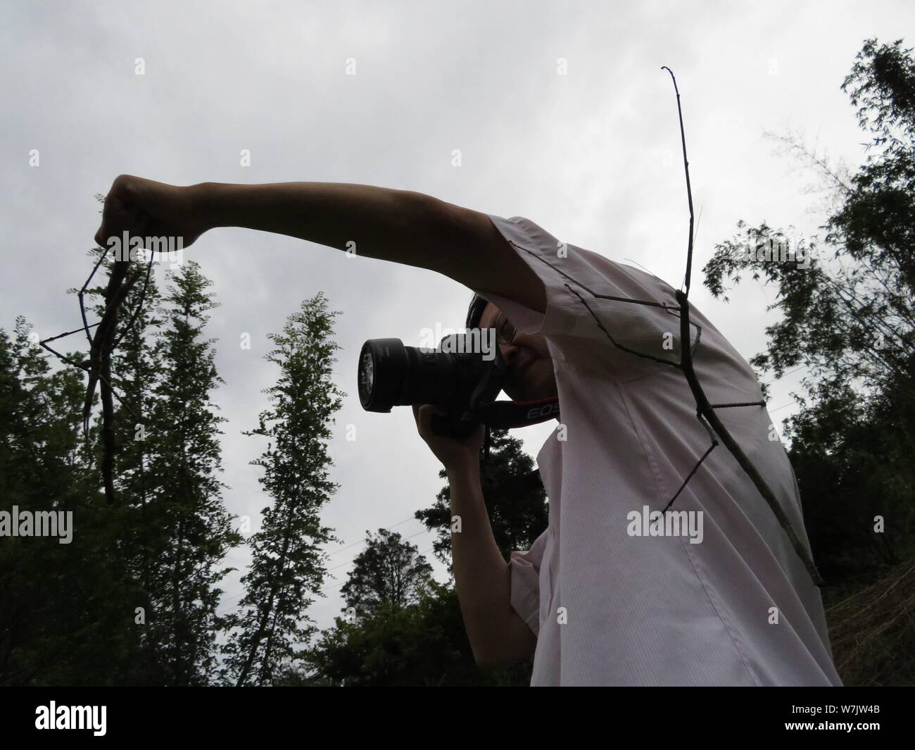 --FILE--The world's longest insect, a stick insect measuring 640 ...