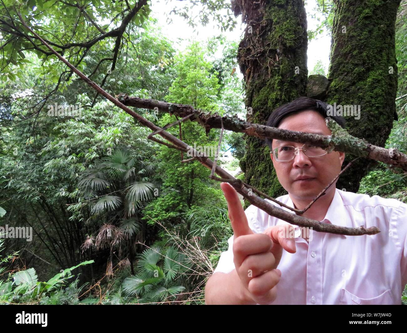 --FILE--The discoverer Zhao Li shows the world's longest insect, a ...
