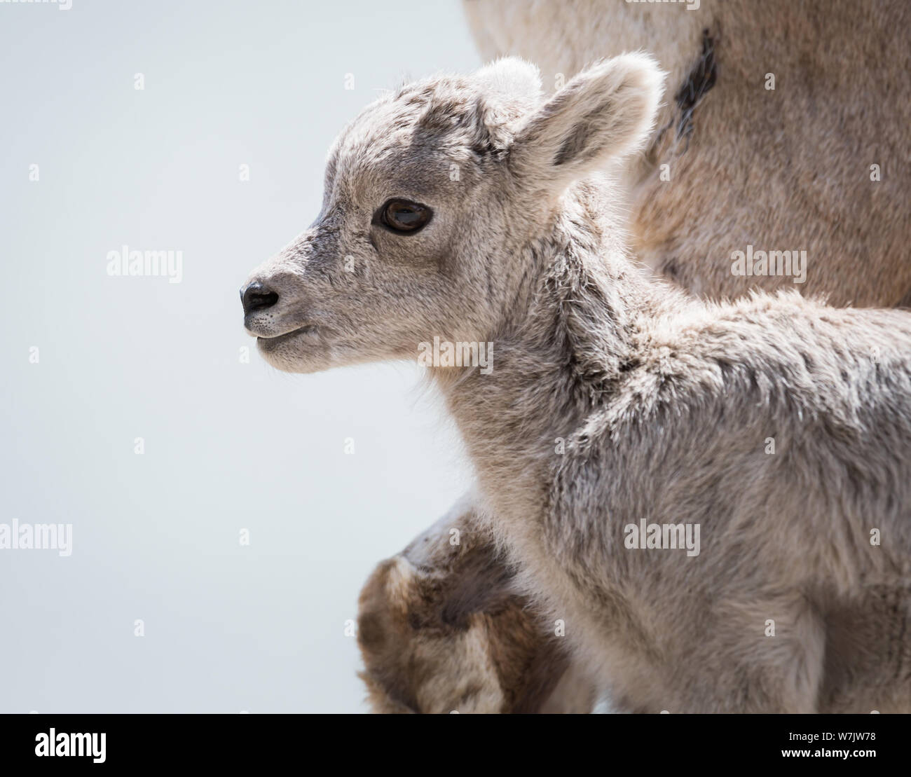 Newborn bighorn lamb Stock Photo - Alamy