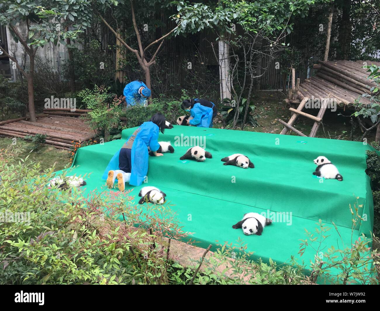 A Chinese panda keeper holds a giant panda cub born in 2017 to be displayed during a public ...