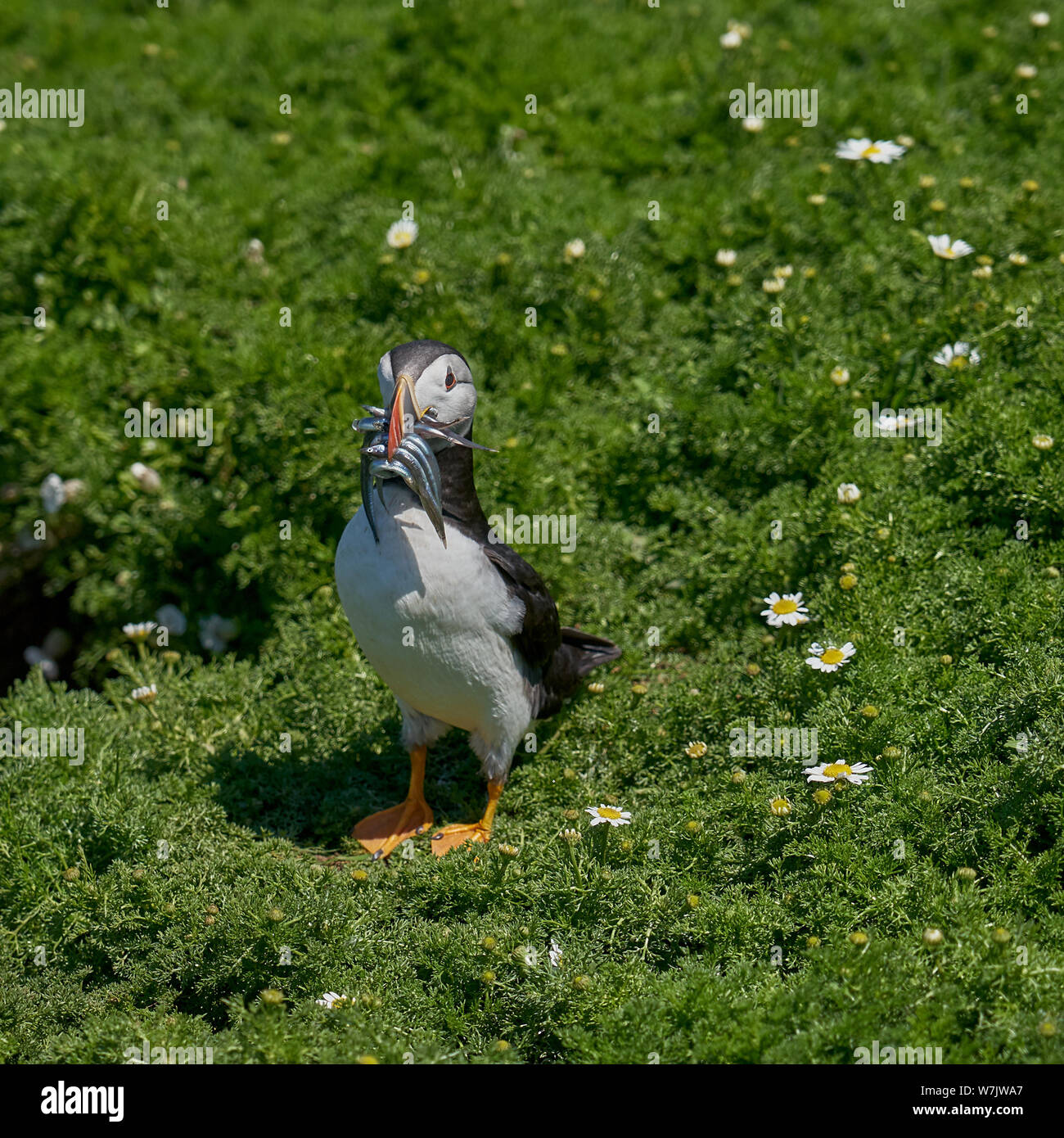 Puffin jacket hi-res stock photography and images - Alamy