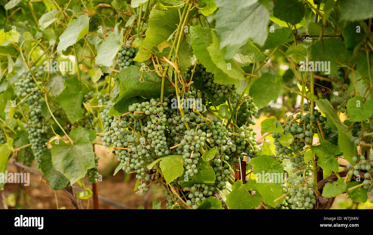 Vine training system hi-res stock photography and images - Alamy
