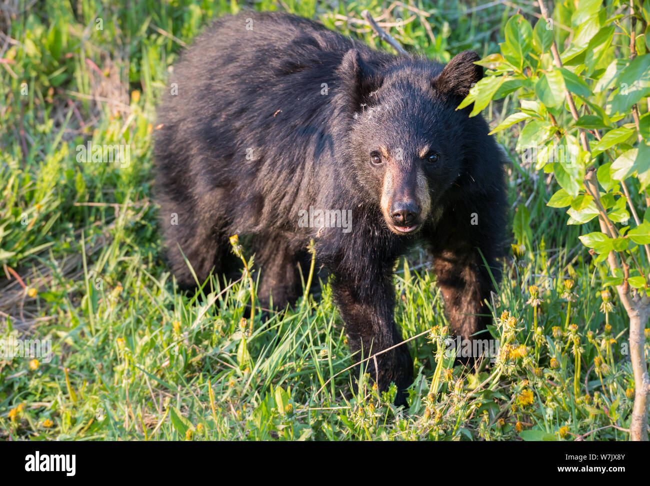 Black bear in the wild Stock Photo - Alamy