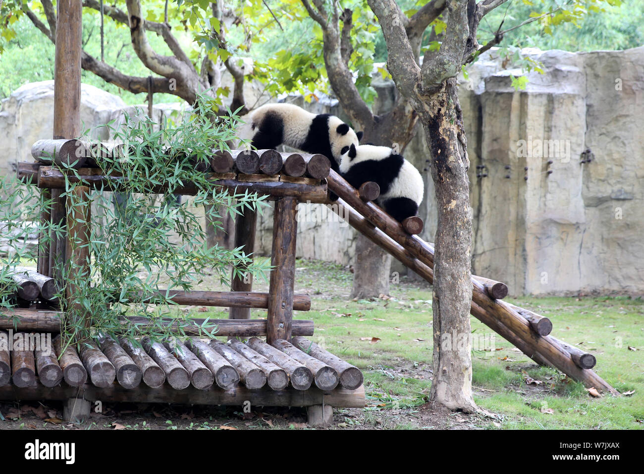 East China's first pigeon pair panda cubs ''Yue Yue'' and ''Ban Ban ...