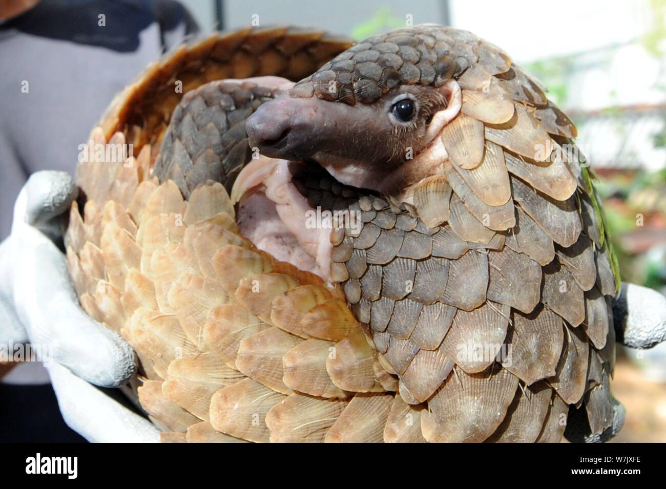Pangolin hi-res stock photography and images - Alamy