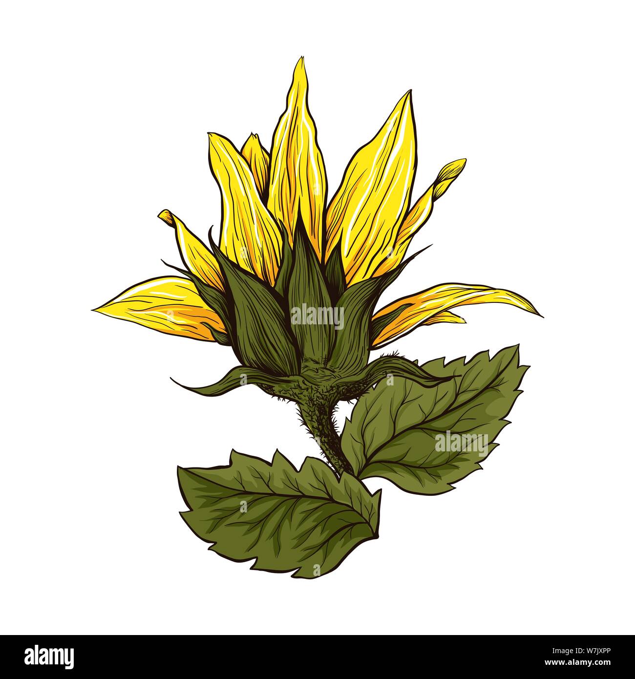 Leaves sunflower vector Cut Out Stock Images & Pictures - Alamy