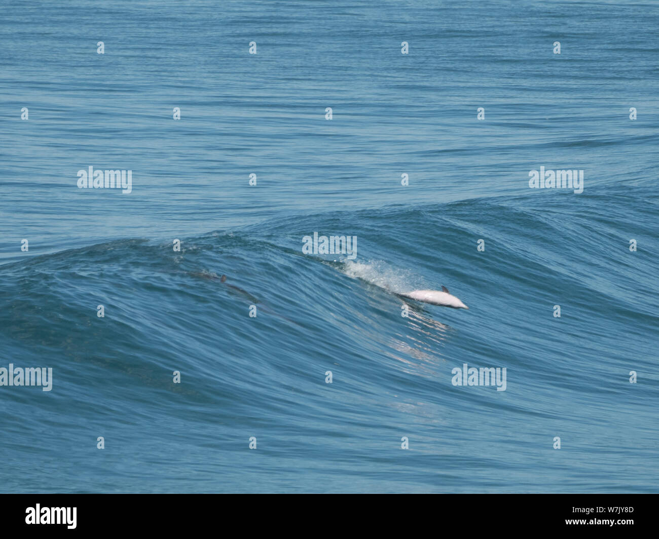 wild, Bottlenose Dolphin diving and surfing through the waves ...