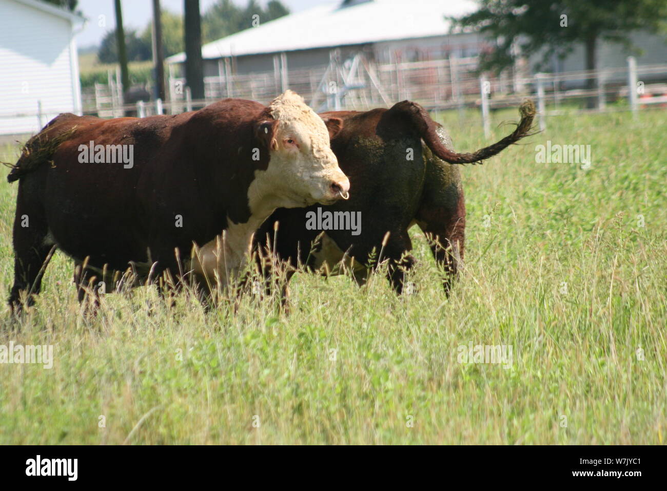 Turf war hi-res stock photography and images - Alamy