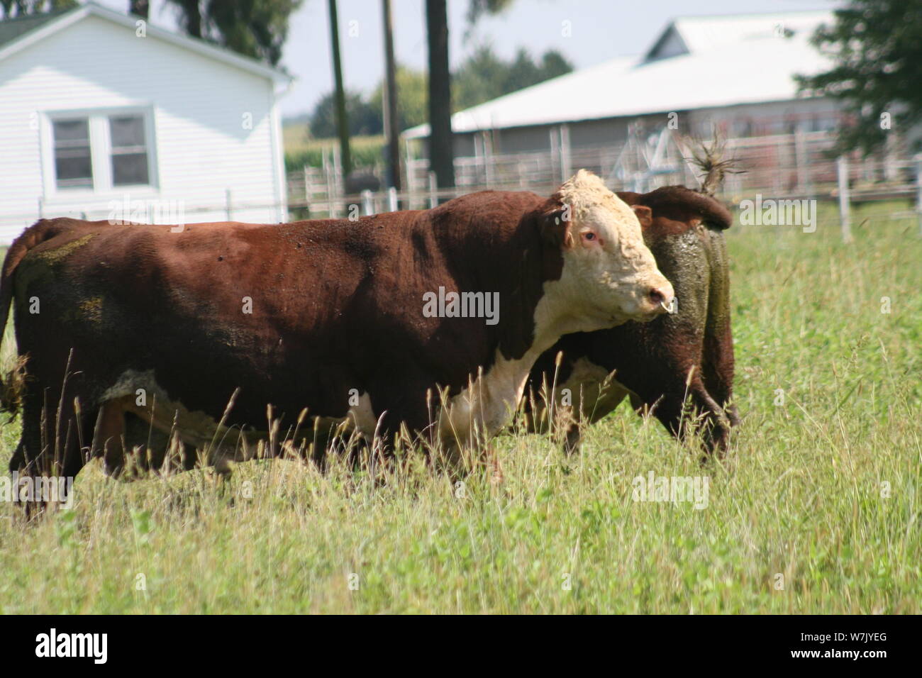 Staunch hi-res stock photography and images - Alamy