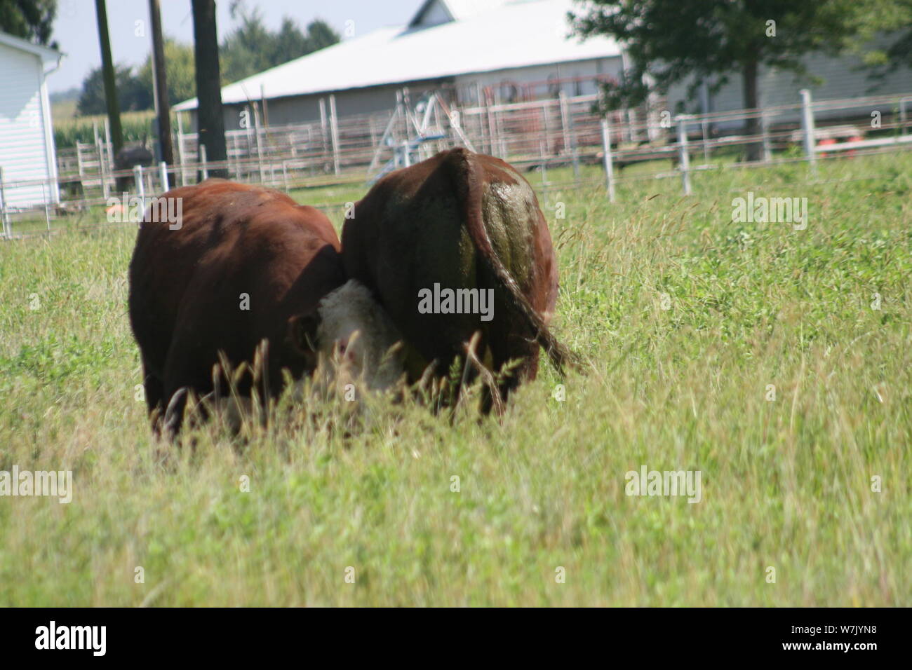 Pushing cattle hi-res stock photography and images - Alamy