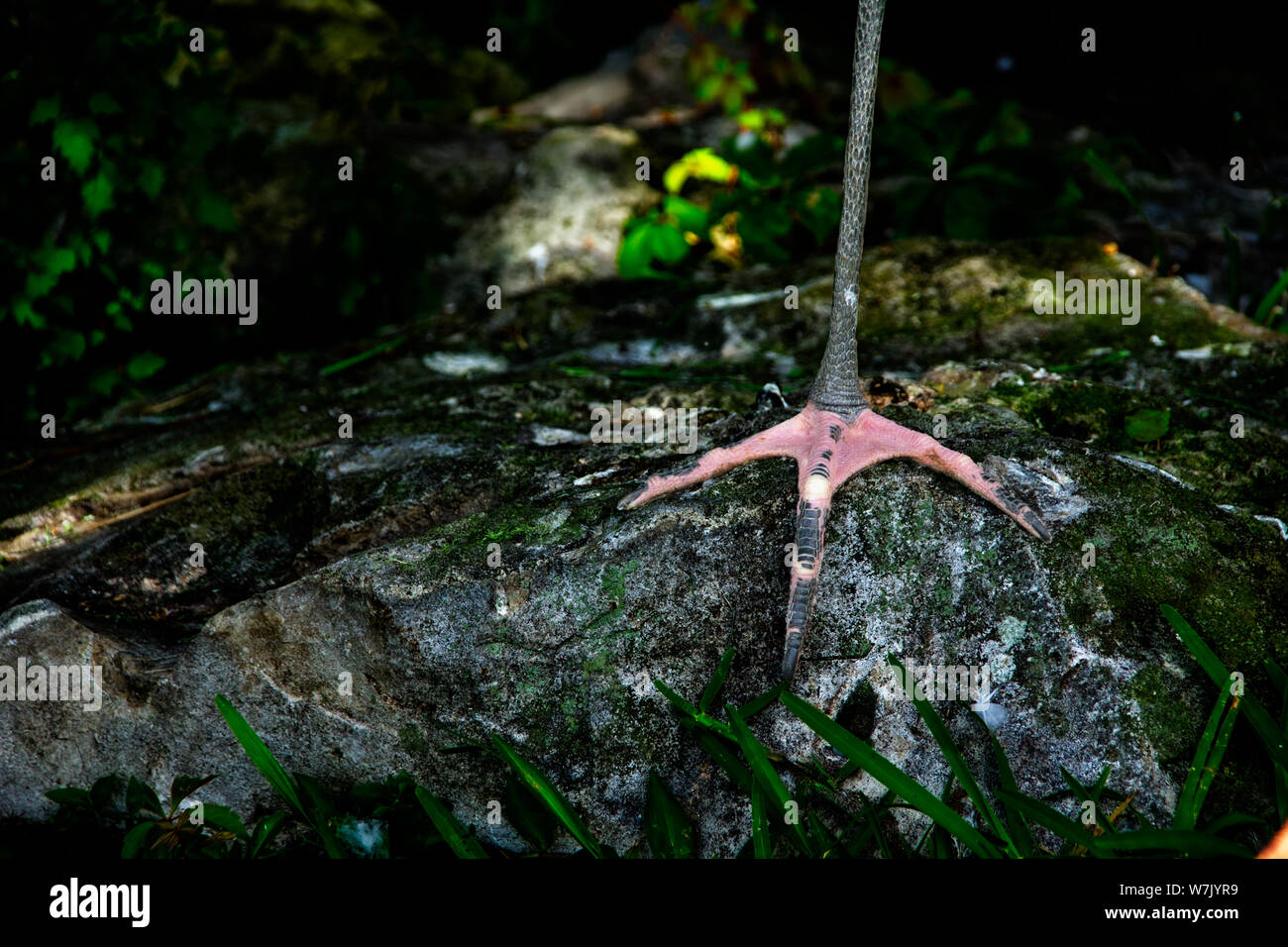 A wood stork foot standing on a rock Stock Photo - Alamy