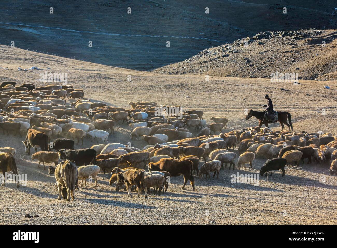 A Kazakh herdsman grazes a flock of cattle and sheep from summer ...