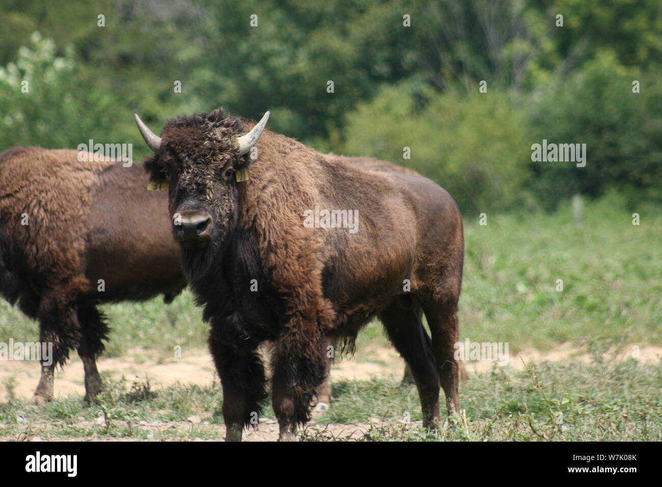 Bison horns hi-res stock photography and images - Alamy