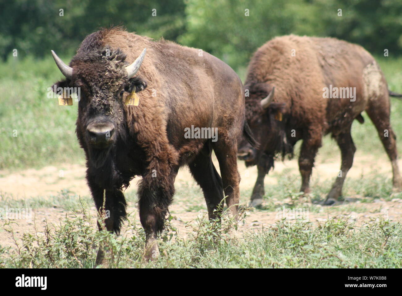 Bison ranch hi-res stock photography and images - Alamy
