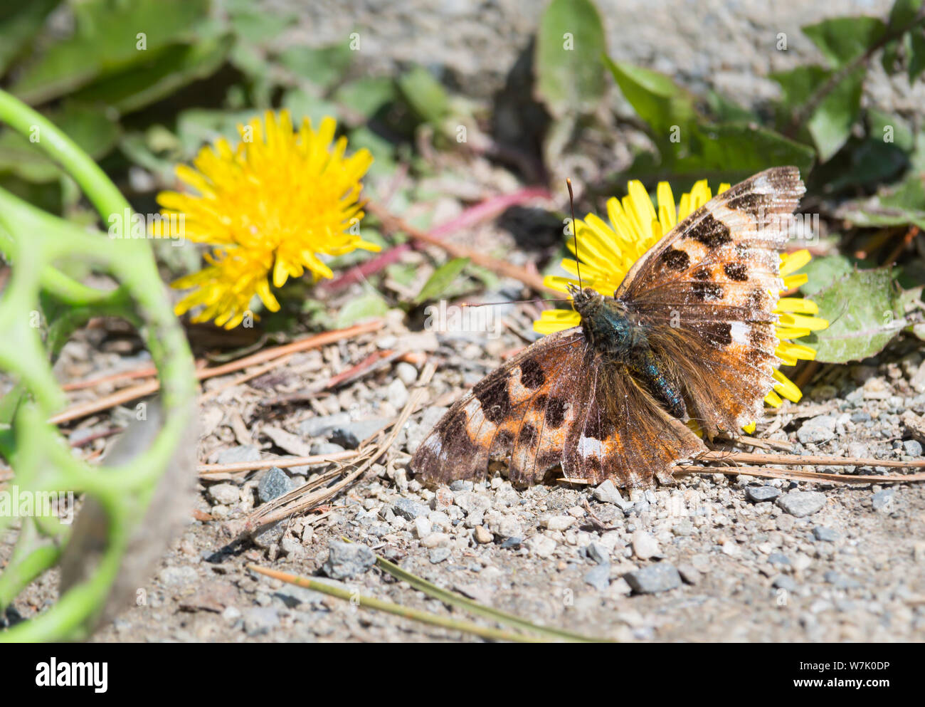 Moth on the ground Stock Photo - Alamy