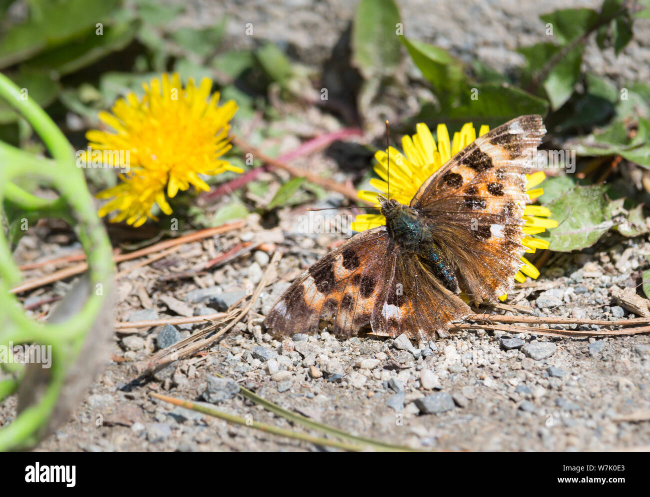 Moth on the ground Stock Photo - Alamy