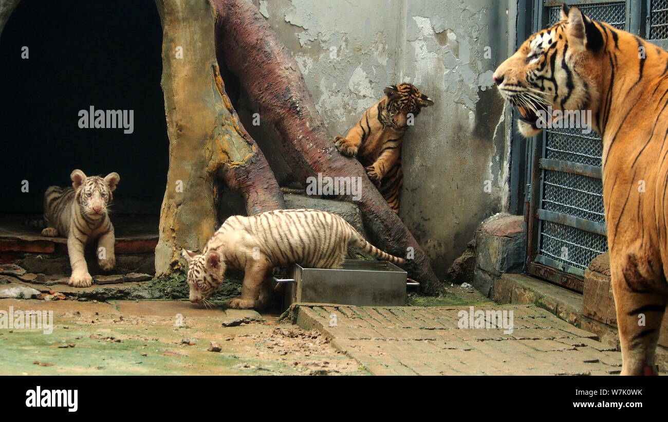 Tiger triplets are pictured with their 6-year-old Bengal tiger mother ...
